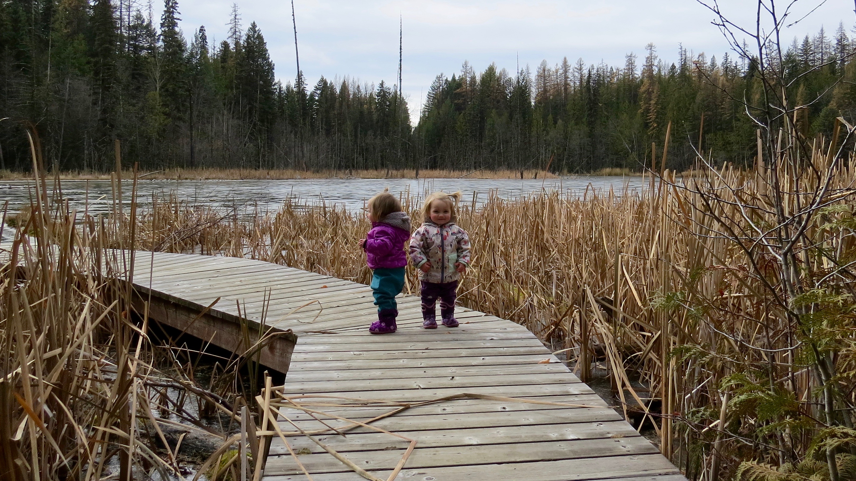 The Pond – November 2019